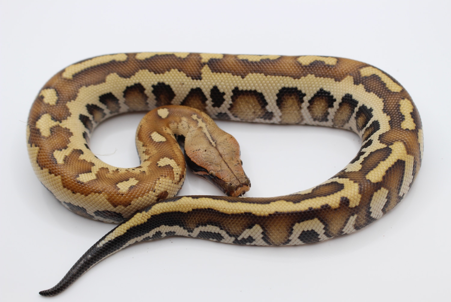 Matrix! Blood Python by Juggernaut Reptiles - MorphMarket
