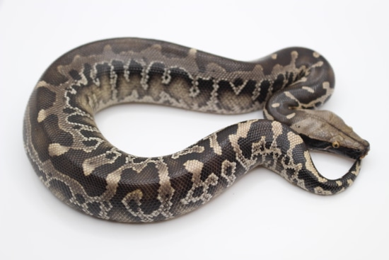Dark Chrome Sumatran Short Tail Python! Sumatran Short-Tailed Python by ...