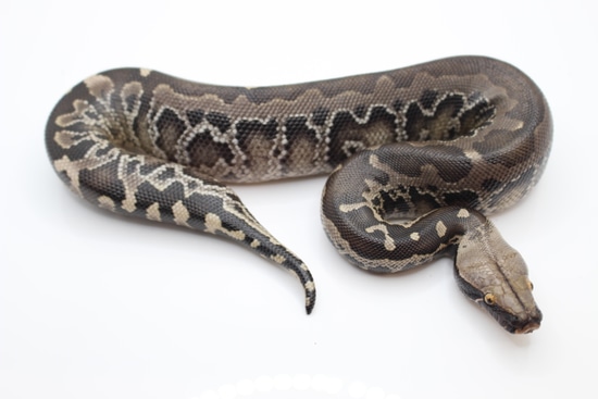 Dark Chrome Sumatran Short Tail Python! Sumatran Short-Tailed Python by ...