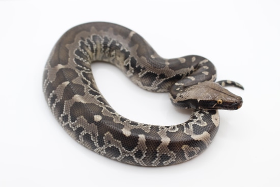 Dark Chrome Sumatran Short Tail Python! Sumatran Short-Tailed Python by ...