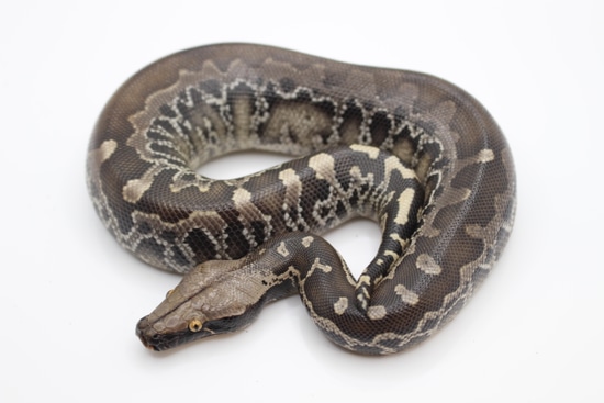 Dark Chrome Sumatran Short Tail Python! Sumatran Short-Tailed Python by ...