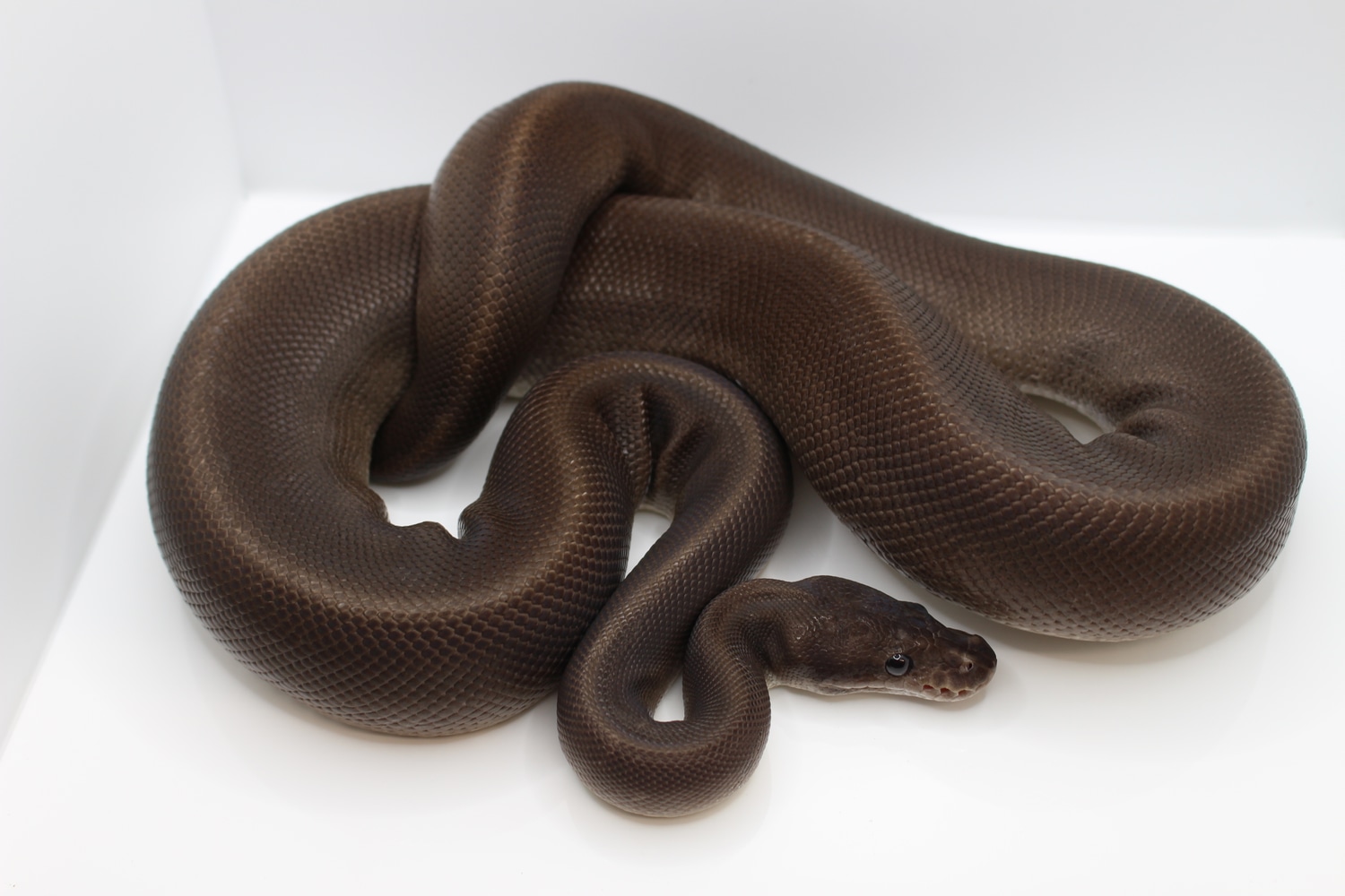 Super Black Pastel 💯 Het Lavender Albino! Ball Python by Juggernaut ...