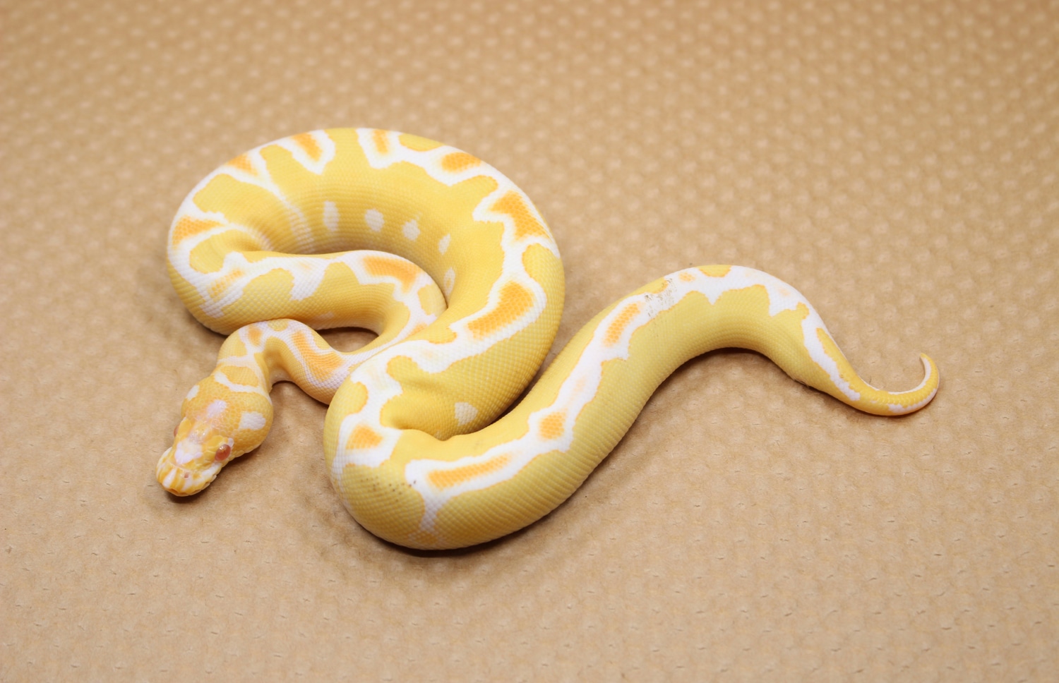 Albino Clown! Ball Python by Juggernaut Reptiles - MorphMarket