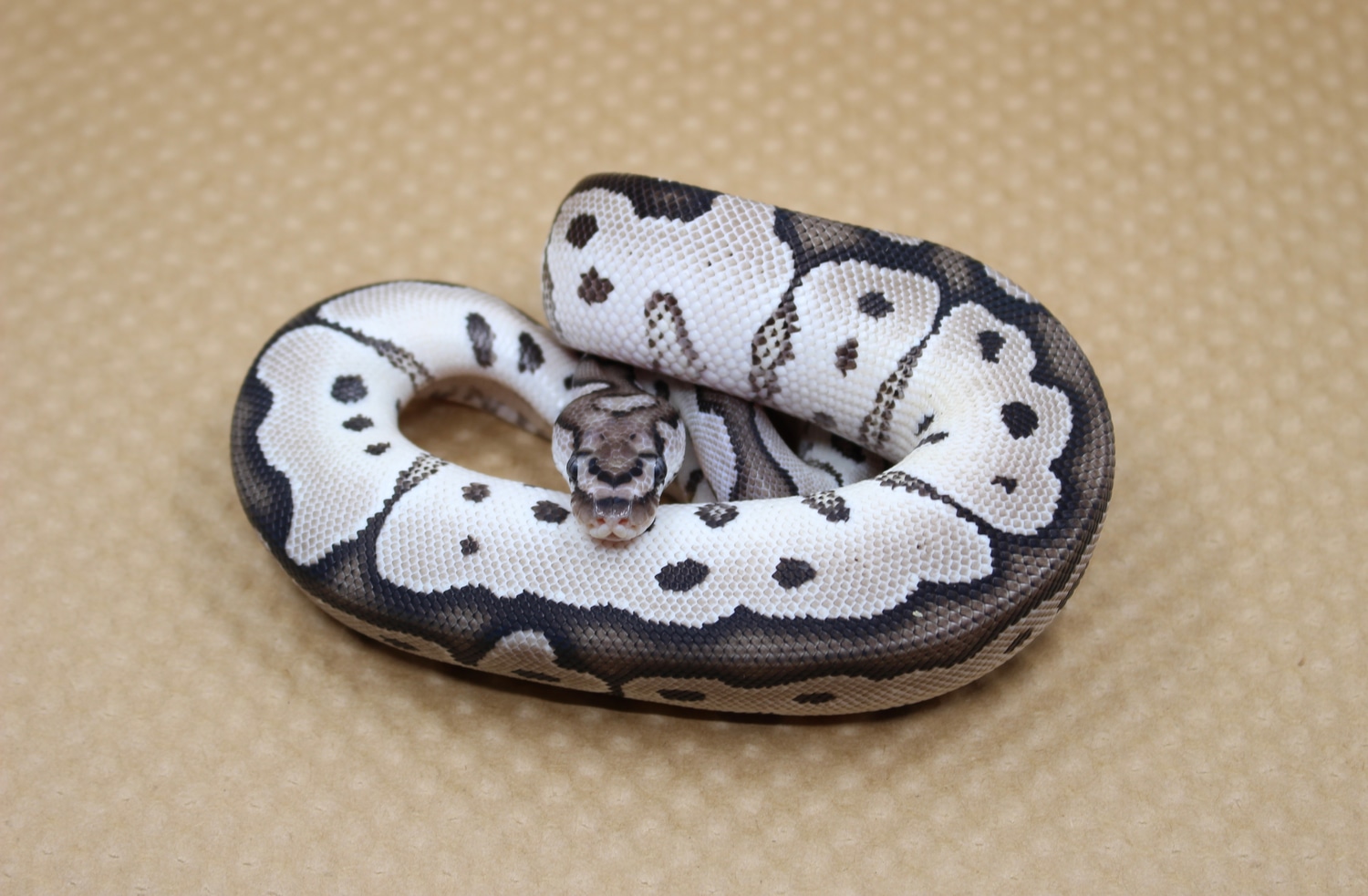 VPI Axanthic Clown! Ball Python by Juggernaut Reptiles - MorphMarket