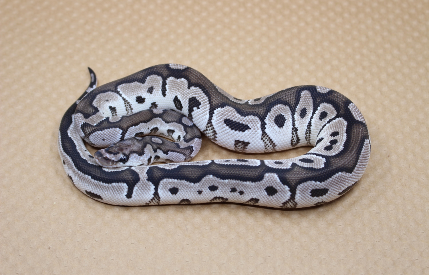 VPI Axanthic Clown! Ball Python by Juggernaut Reptiles - MorphMarket