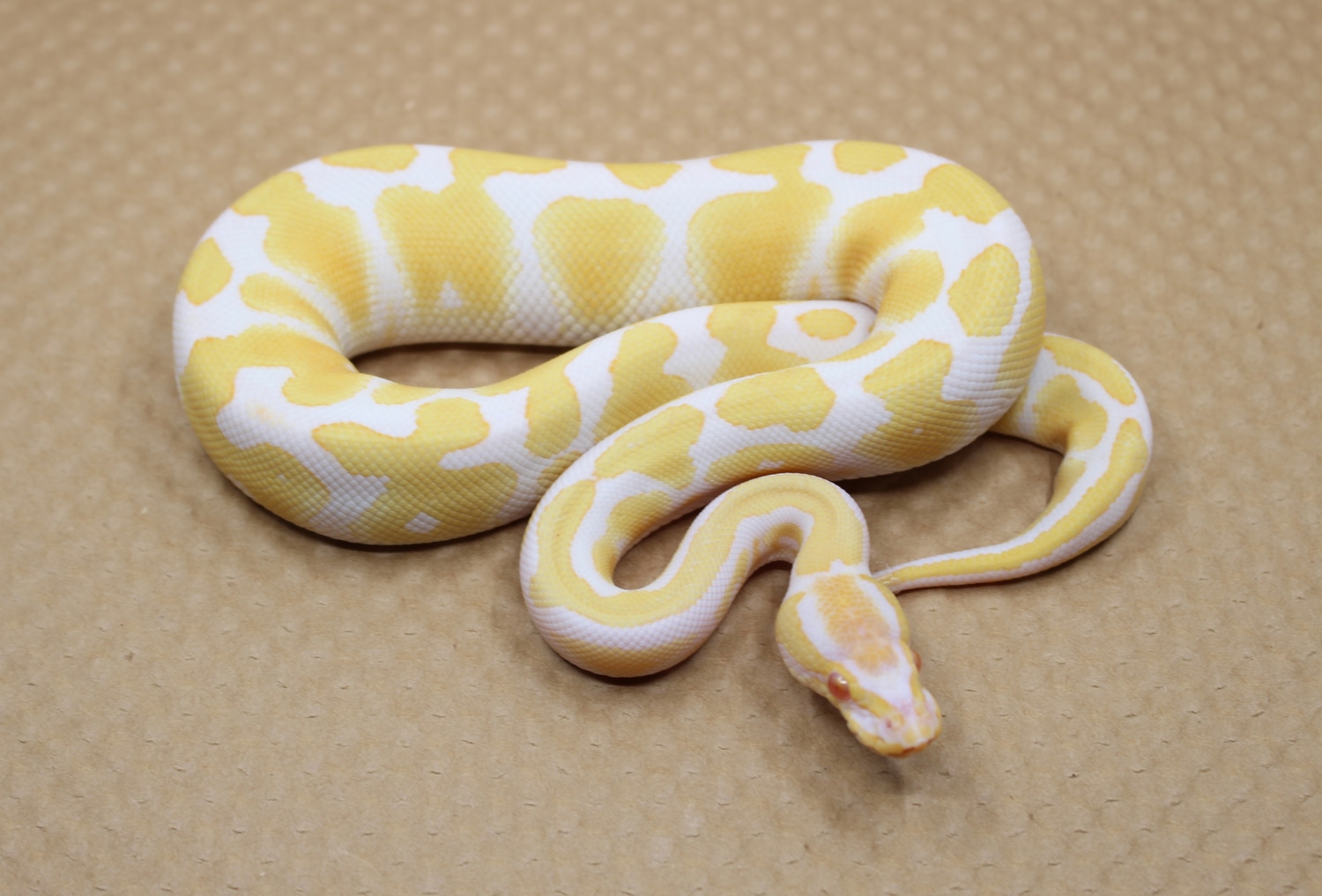 Albino Het 💯 Clown! Ball Python by Juggernaut Reptiles - MorphMarket