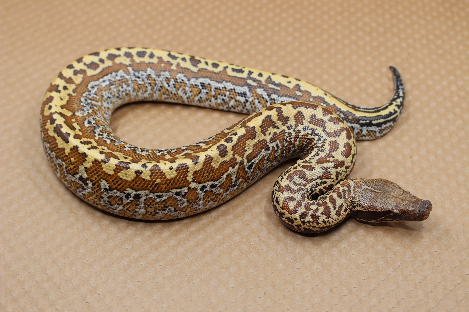 Batik 50% Het T+ Albino! Blood Python by Juggernaut Reptiles - MorphMarket
