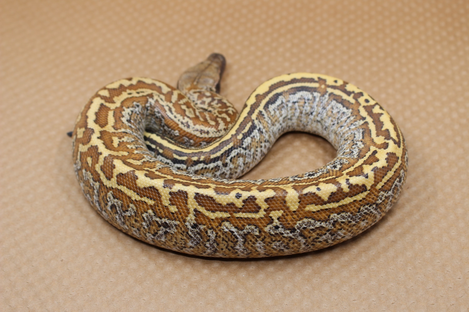 Batik 50% Het T+ Albino! Blood Python by Juggernaut Reptiles - MorphMarket