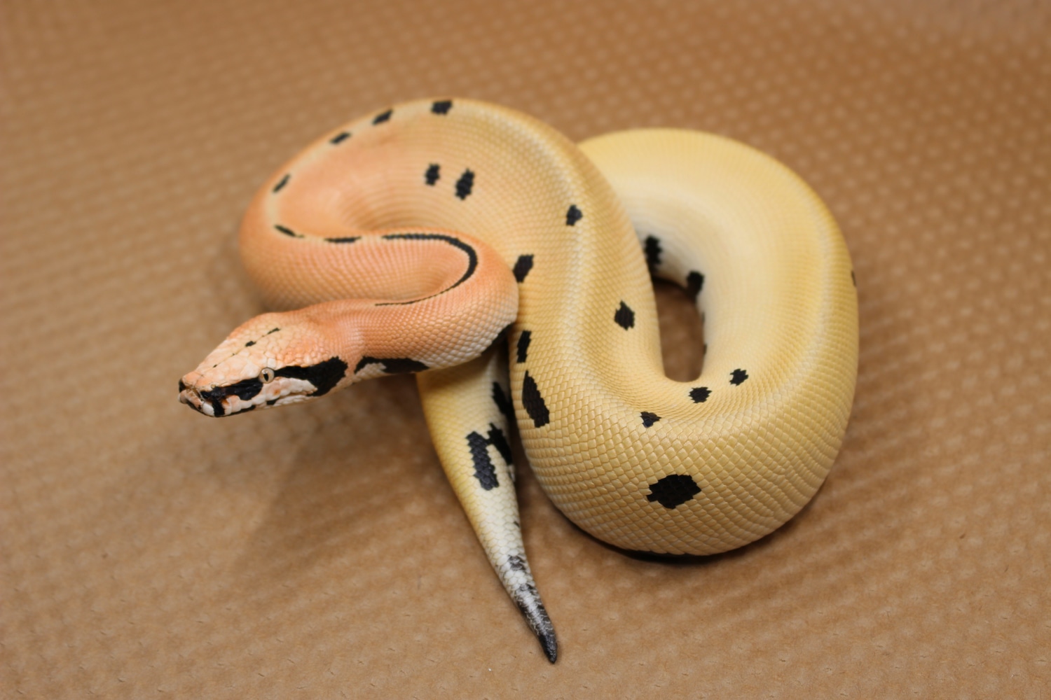 Snowstorm 50% Het T+ Albino! Blood Python by Juggernaut Reptiles ...
