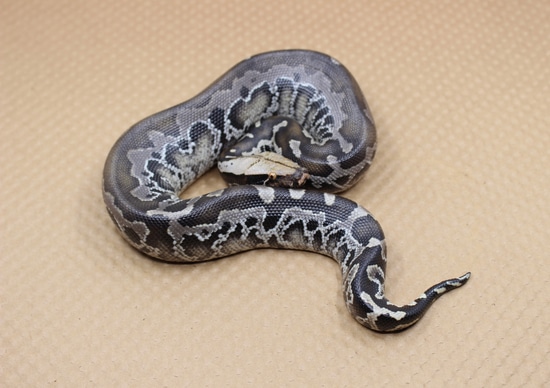 Chrome Sumatran Short Tail Python! Sumatran Short-Tailed Python by ...