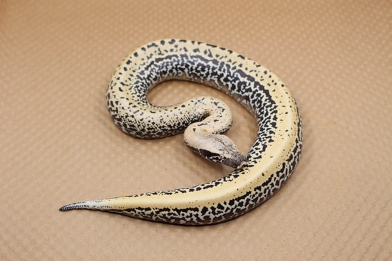 Pixel PH T+ Albino! Blood Python by Juggernaut Reptiles