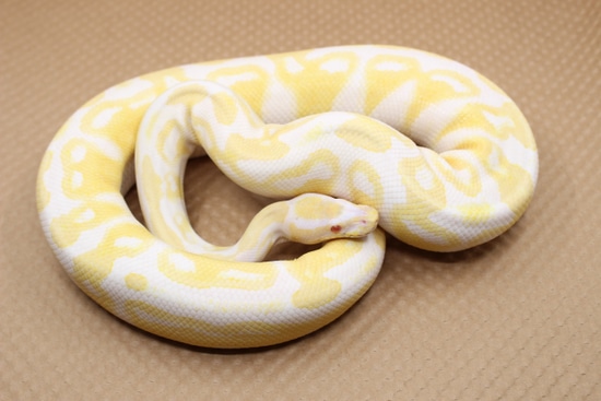 Albino 💯 Het Tri-Stripe! Ball Python by Juggernaut Reptiles