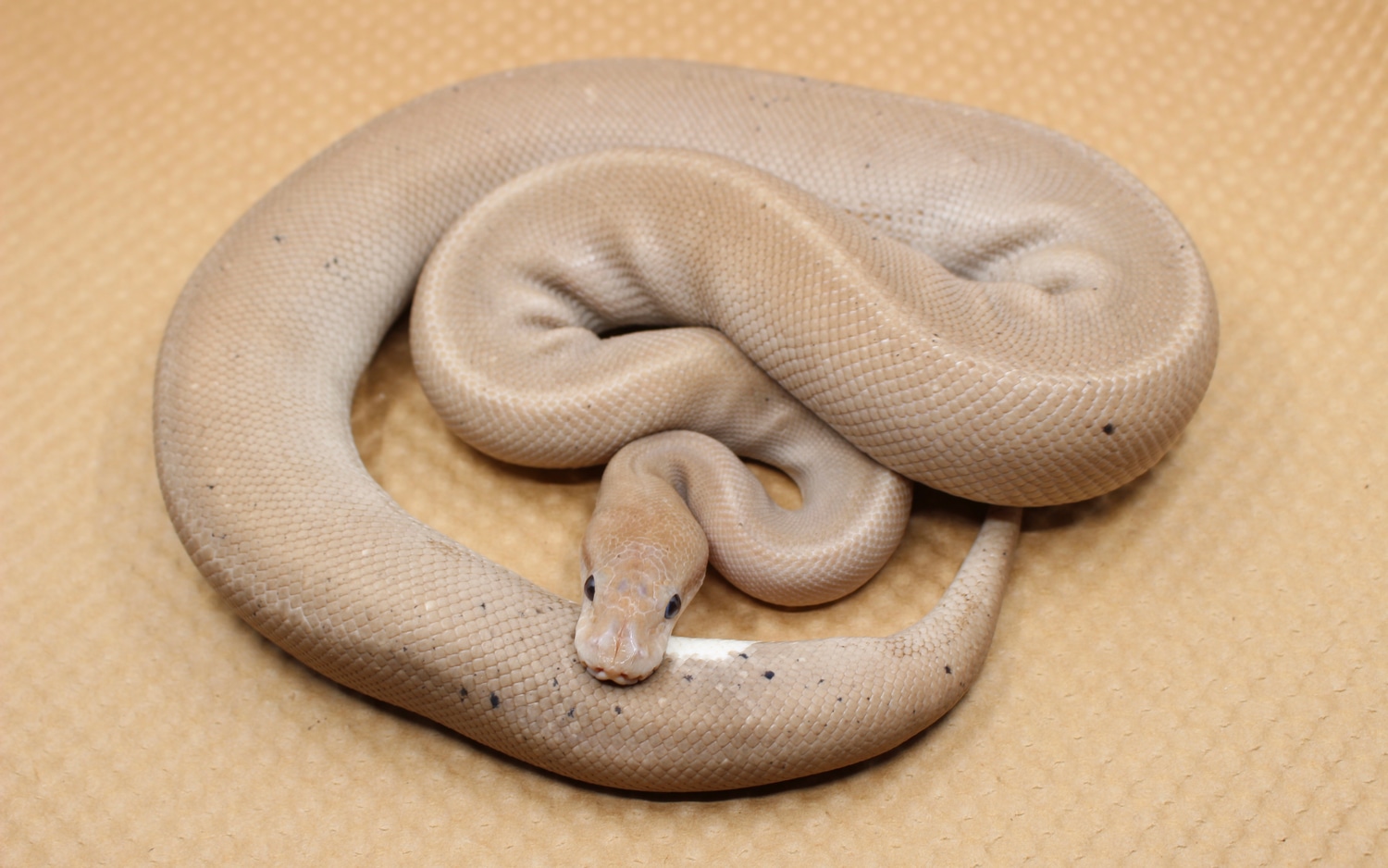 Super Black Pastel Coral Glow! Ball Python by Juggernaut Reptiles ...