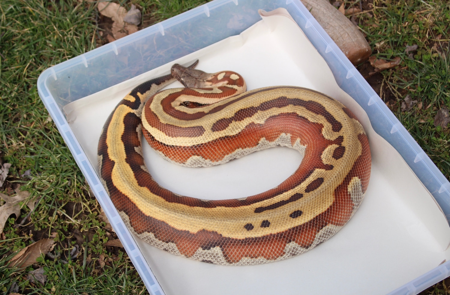 CBE Stripe 💯 Het T- Albino! Blood Python by Juggernaut Reptiles ...