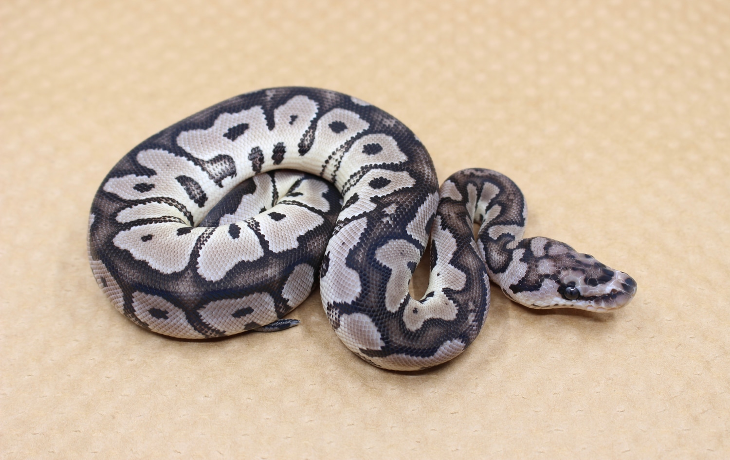 VPI Axanthic Clown! Ball Python by Juggernaut Reptiles - MorphMarket