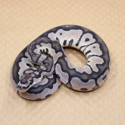 Juggernaut Reptiles - MorphMarket