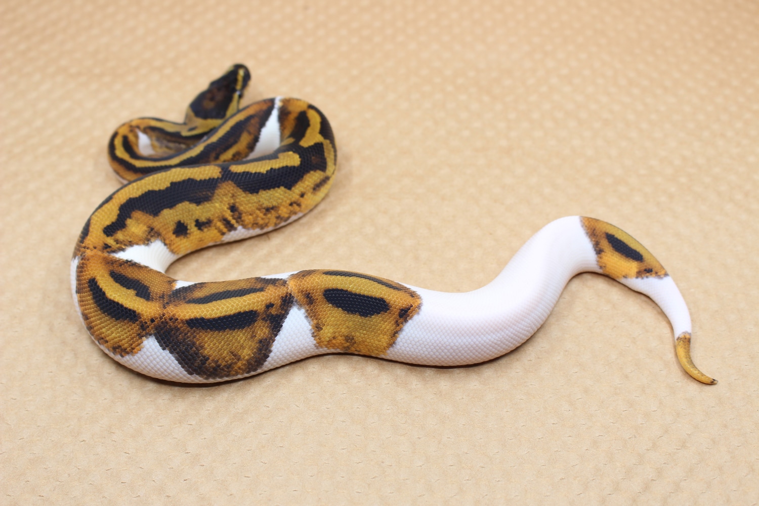 Pied 💯 Het Lavender! Ball Python by Juggernaut Reptiles - MorphMarket