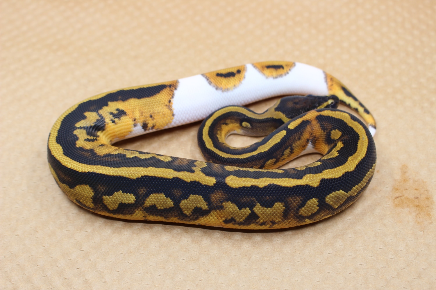 Pied 💯 Het Lavender! Ball Python by Juggernaut Reptiles - MorphMarket