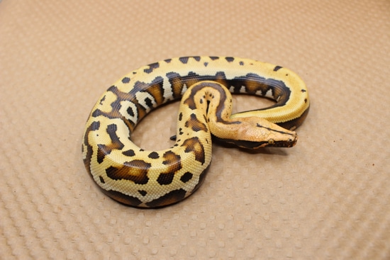 Goldeneye 50% Het T+ Albino! Blood Python by Juggernaut Reptiles