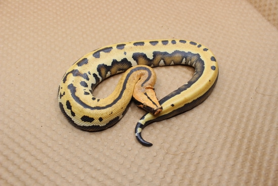 Goldeneye 50% Het T+ Albino! Blood Python by Juggernaut Reptiles