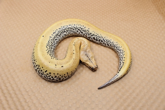 Pixel 💯 Het T- Albino! Blood Python by Juggernaut Reptiles