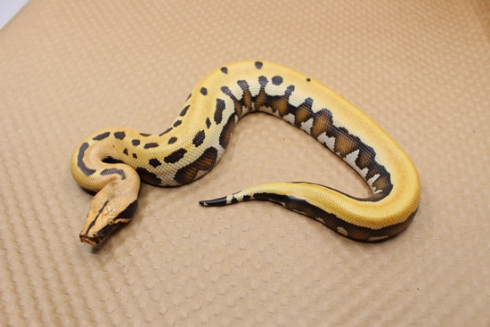 Zigzag Goldeneye 💯 Het T+ Albino Blood Python by Juggernaut Reptiles