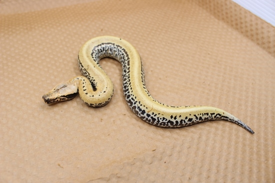 Pixel 💯 Het T- Albino! Blood Python by Juggernaut Reptiles