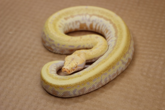 T- Albino Pixel! Blood Python by Juggernaut Reptiles
