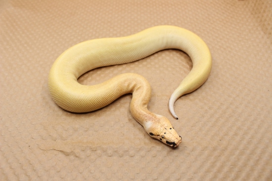 Magpie Matrix 50% Het T+ Albino! Blood Python by Juggernaut Reptiles