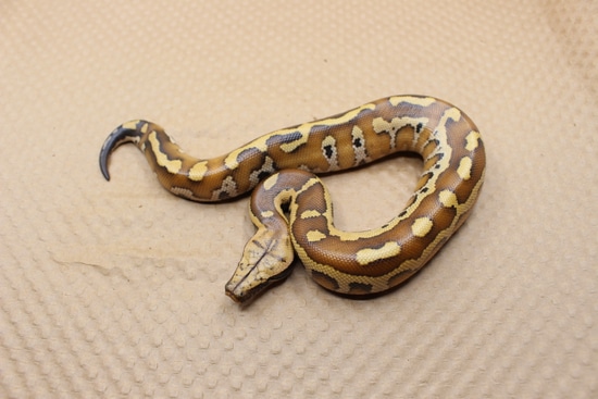 Lyly/Bangka 66% Het Cherry Bomb Lineage! Blood Python by Juggernaut ...