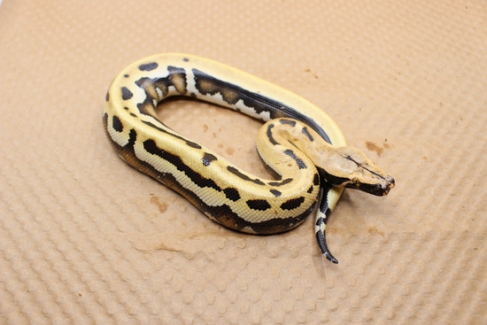 Goldeneye 💯 Het T- Albino! Blood Python by Juggernaut Reptiles