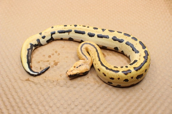 Stripe Goldeneye 50% Het T+ Albino! Blood Python by Juggernaut Reptiles