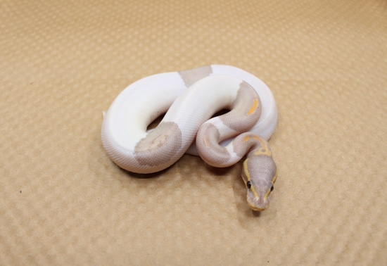 Coral Glow Black Pastel Pied 💯 Het Albino! Ball Python by Juggernaut ...