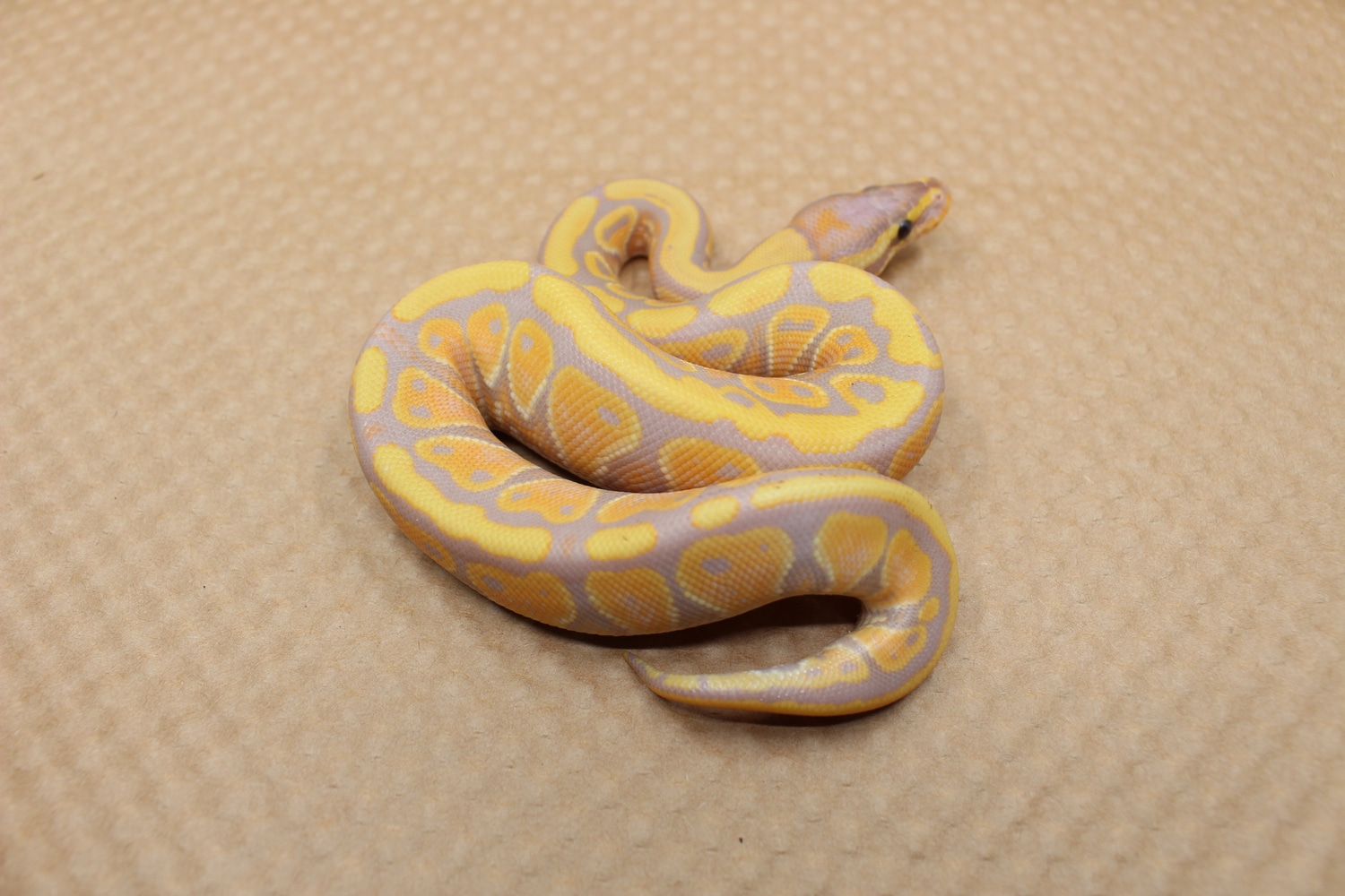 Coral Glow 💯 Double Het Hypo/Clown! Ball Python by Juggernaut Reptiles ...