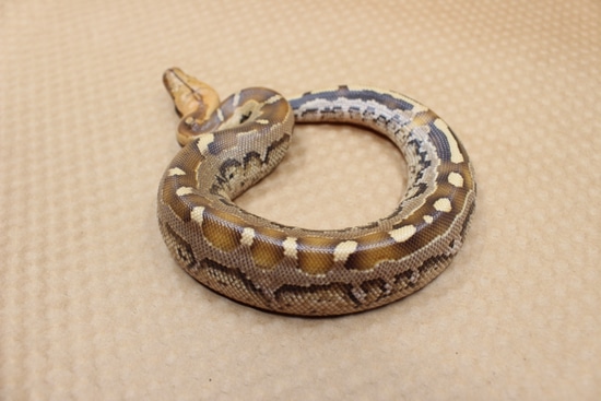 Blue Ghost Granite! Borneo Short-Tailed Python by Juggernaut Reptiles