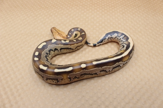 Blue Ghost Marble! Borneo Short-Tailed Python by Juggernaut Reptiles