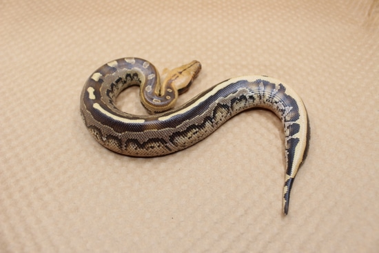 Blue Ghost Marble! Borneo Short-Tailed Python by Juggernaut Reptiles