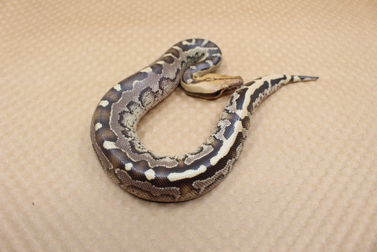 Blue Ghost Marble! Borneo Short-Tailed Python by Juggernaut Reptiles