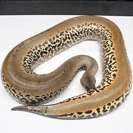 Juggernaut Reptiles - MorphMarket