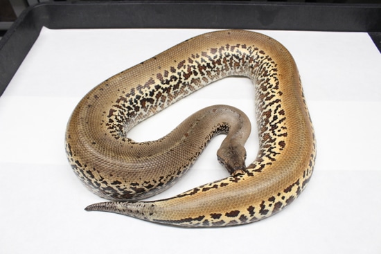 Breeder Female Pixel 💯 Het T- Albino! Blood Python by Juggernaut Reptiles