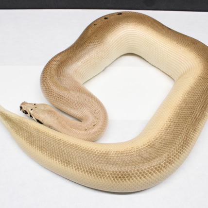 Juggernaut Reptiles - MorphMarket