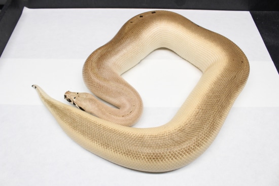 Breeder Female Magpie Matrix! Blood Python by Juggernaut Reptiles