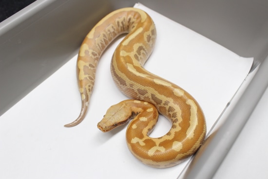 T+ Albino Druid! Blood Python by Juggernaut Reptiles