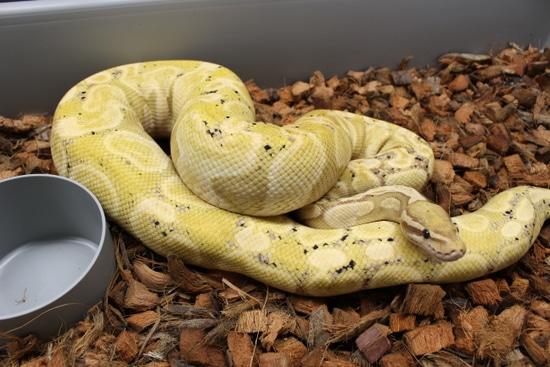 Proven Breeder Female GHI Banana! Ball Python by Juggernaut Reptiles