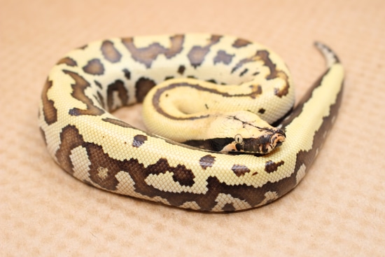 Phantom ( Druid Goldeneye ) PH T+ Albino! Blood Python by Juggernaut ...