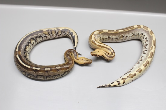 Blue Ghost Marble Pair! Borneo Short-Tailed Python by Juggernaut Reptiles