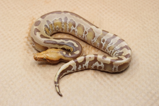 Caramel Albino! Sumatran Short-Tailed Python by Juggernaut Reptiles