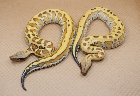 1.1 Matrix 💯 Double Het Pied/T- Or T+ Albino Pair! Blood Python by ...