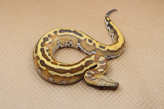 CBE Stripe 66% Het T- Albino! Blood Python by Juggernaut Reptiles