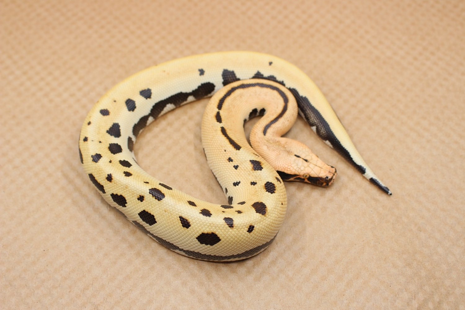 Goldeneye Pollen 50% Het T+ Albino!